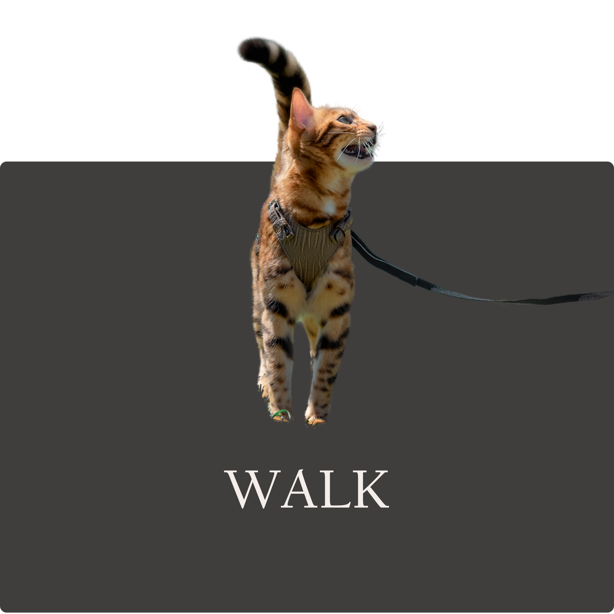 All Cat Walk - THE PAW CONCEPT
